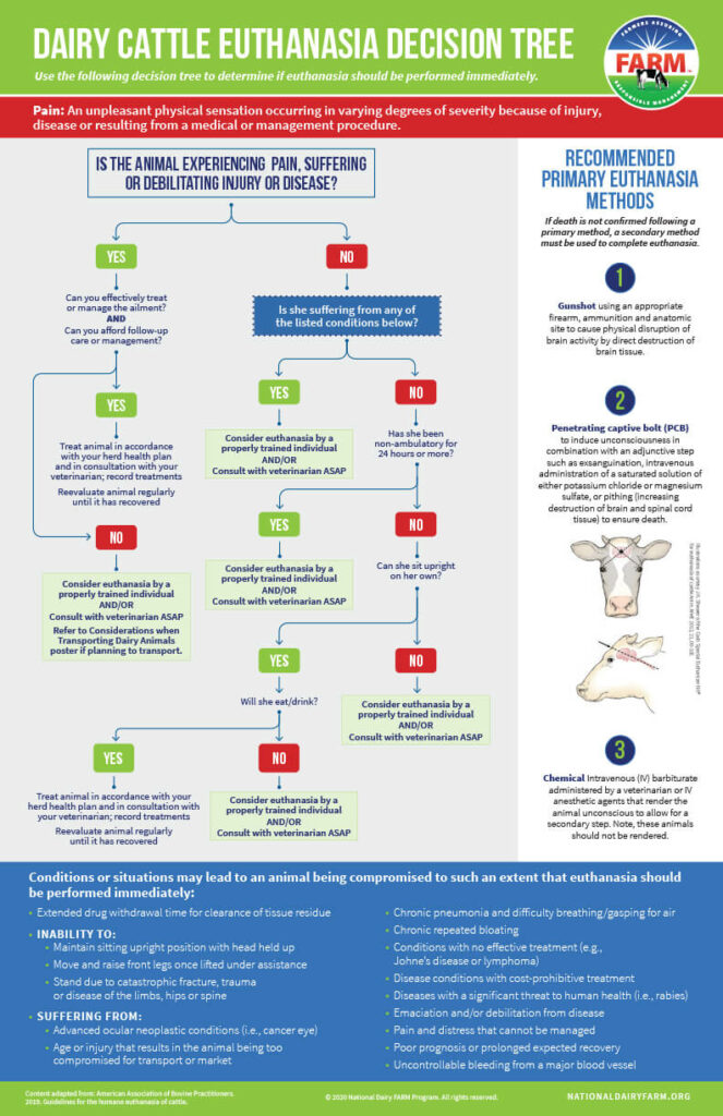 Dairy Cattle Euthanasia Decision Tree Poster – English and Spanish ...