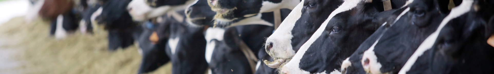 Animal Care | National Dairy FARM Program