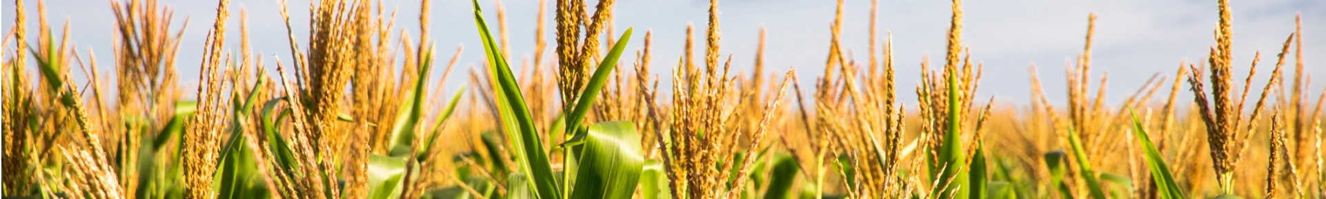 Environmental Stewardship | National Dairy FARM Program