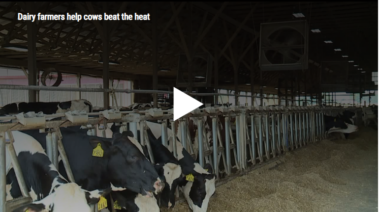 Dairy farmers work to keep cows cool during the hot temperatures ...