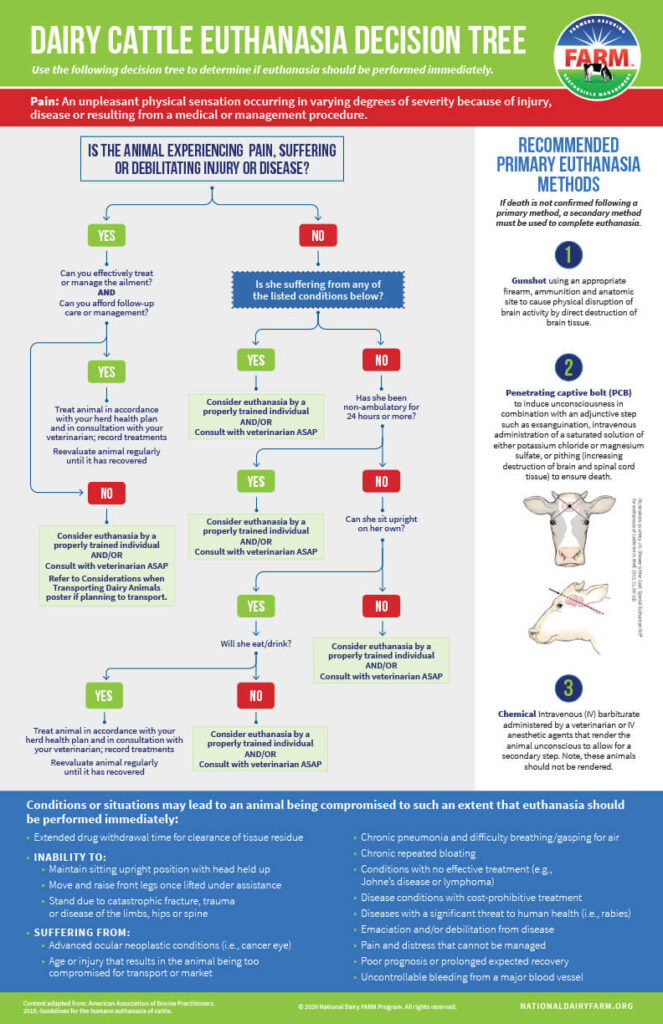 Dairy Cattle Euthanasia Decision Tree Poster – English and Spanish ...