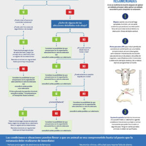 Dairy Cattle Euthanasia Decision Tree Poster – English and Spanish ...