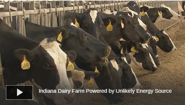 'Powered by Poo': How One of the World’s Biggest Dairies Finds Energy ...